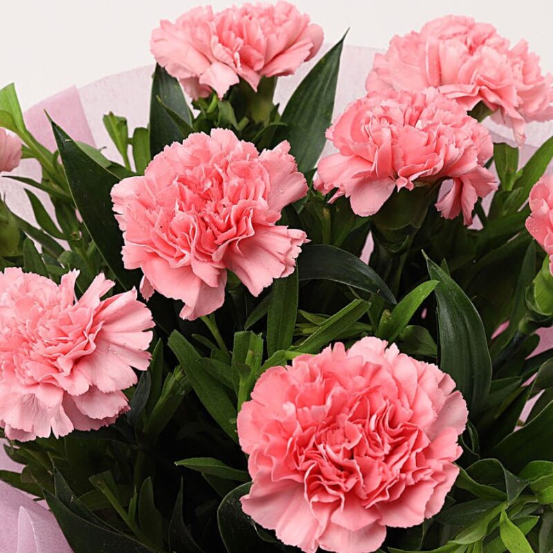 Pink Carnations Blossom Bouquet - Bakings